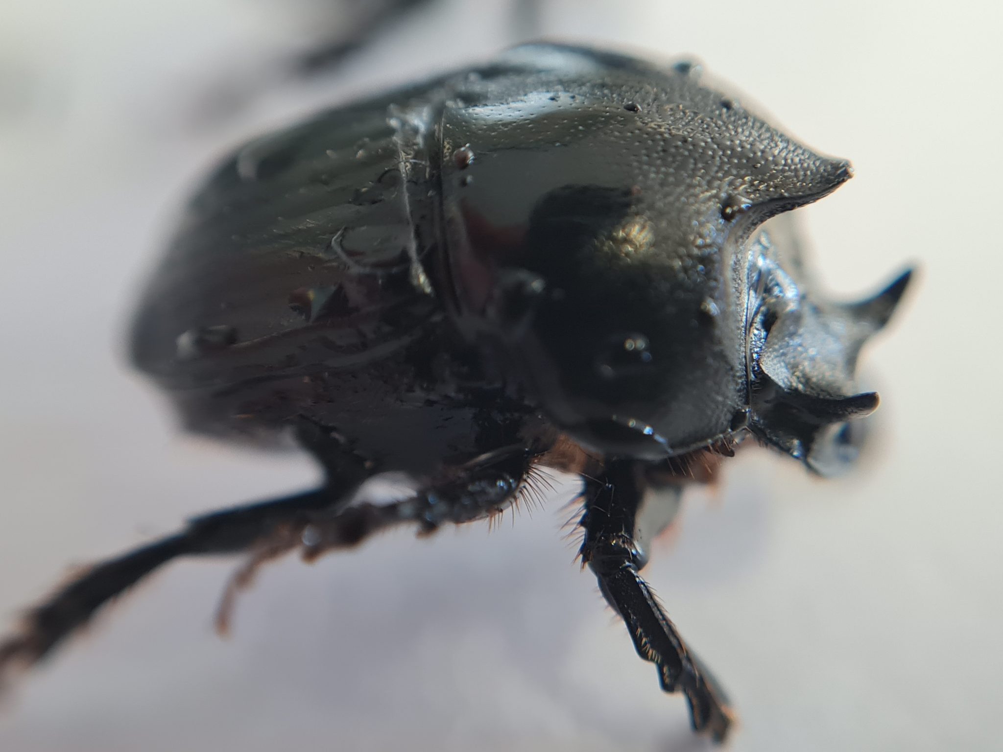 Dung Beetle webinar link - Holbrook Landcare Network