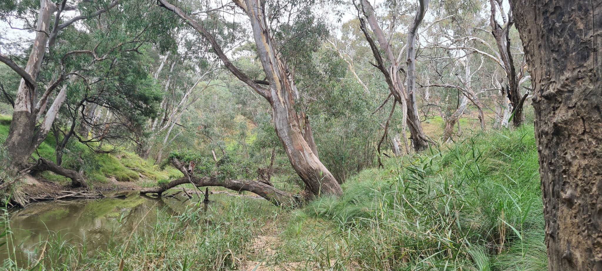 Refreshing the Upper Billabong - Holbrook Landcare Network