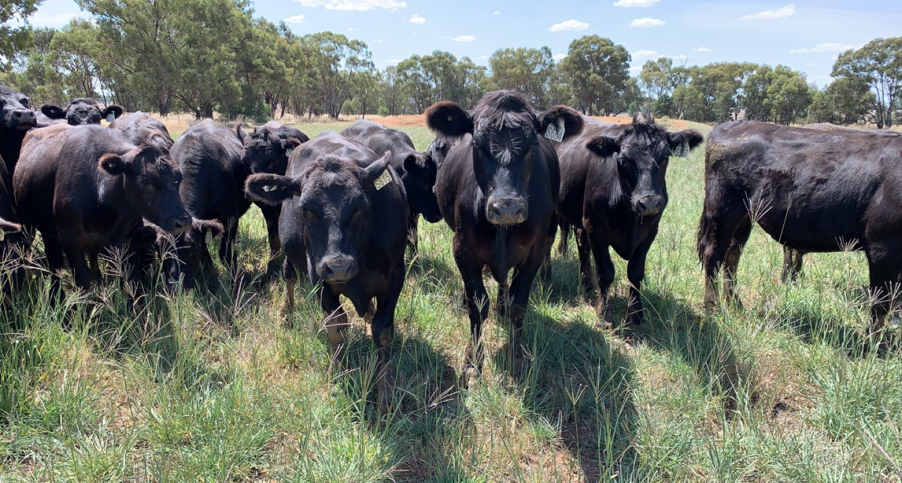 Testing Tropical Pastures Field Day - Holbrook Landcare Network