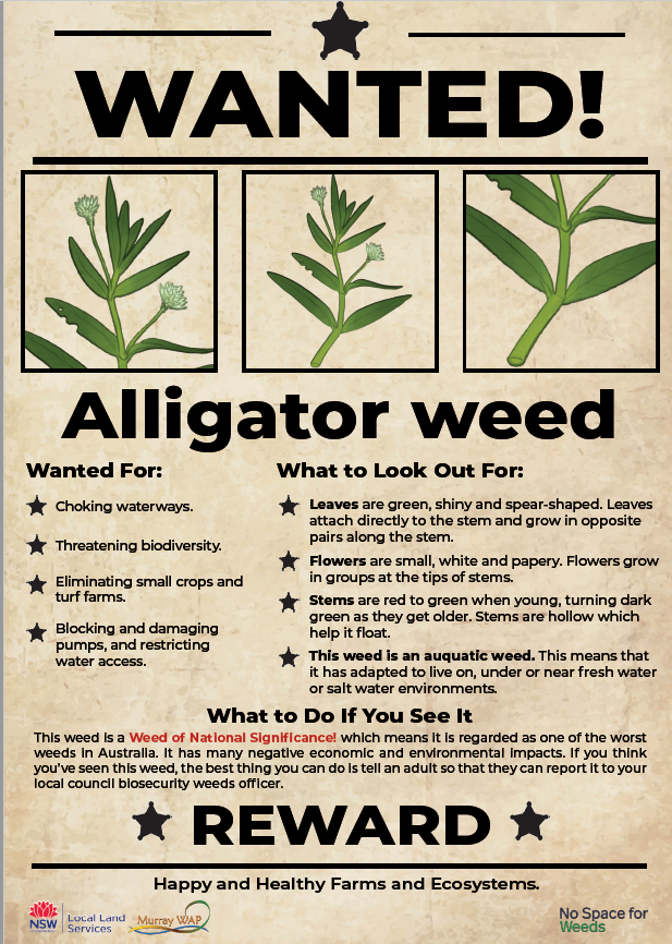 Alligator Weed Alert…. Mountain Creek - Holbrook Landcare Network