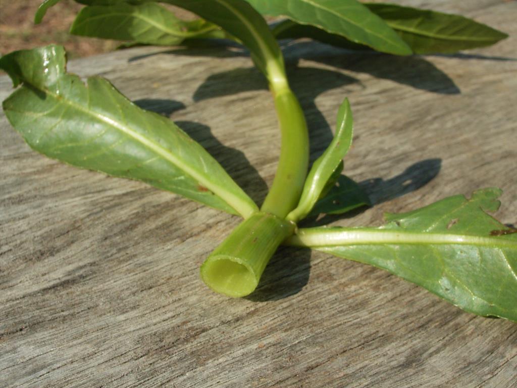 Alligator Weed - Holbrook Landcare Network