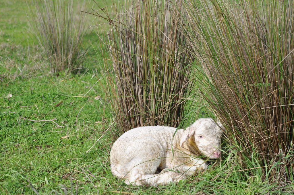 Green Sheep Project - Holbrook Landcare Network